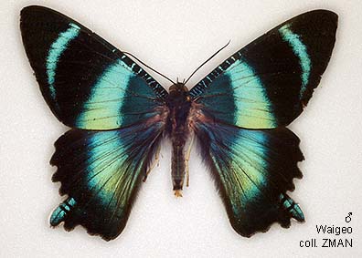 Papua Insects Foundation (Lepidoptera/Uraniidae/Uraniinae/Alcides cydnus)